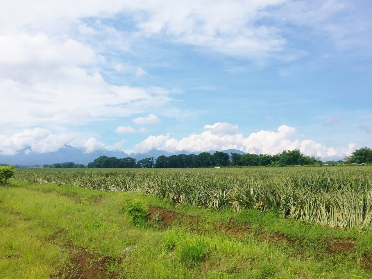 Travel to Bukidnon, Philippines - Exploring Life's Wonders